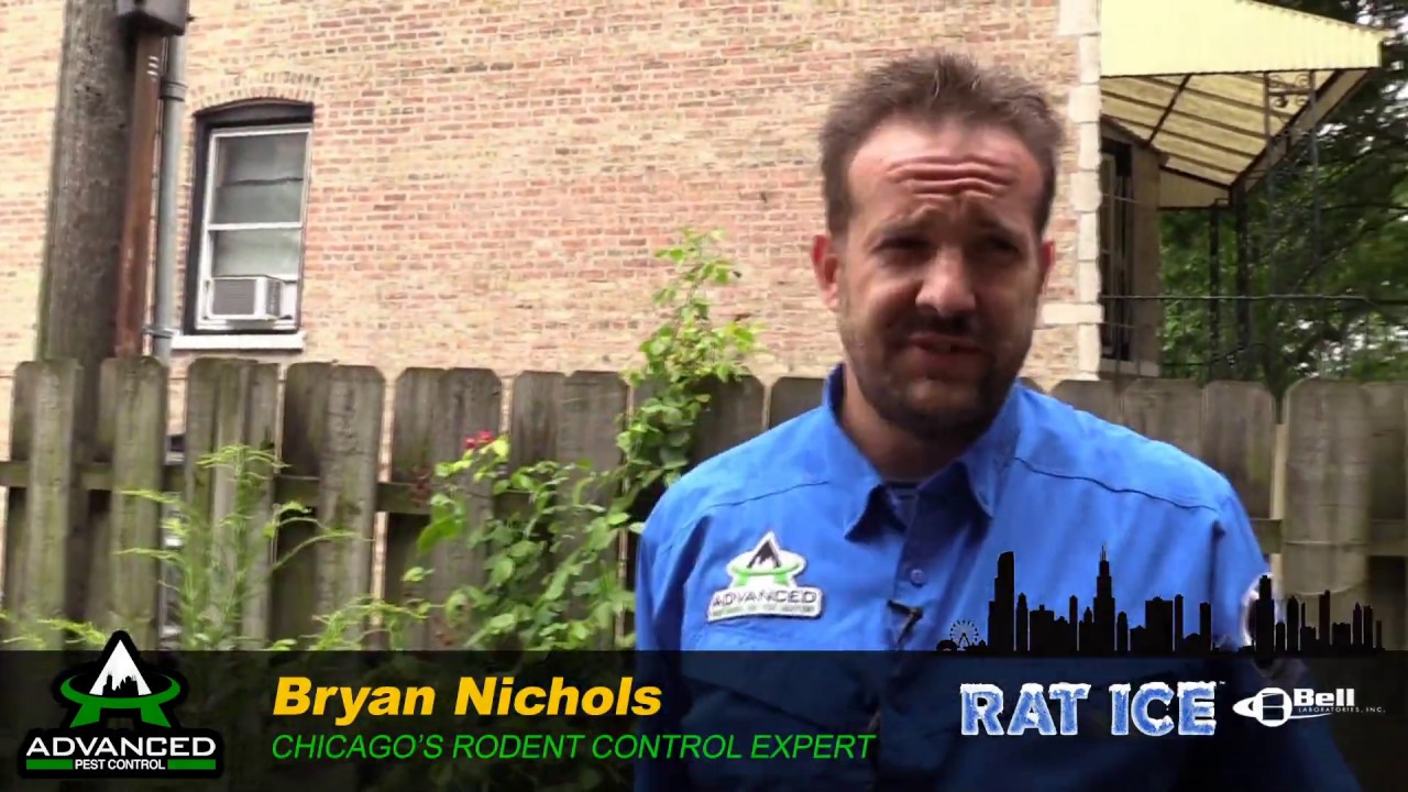 Chicago Rat Control - Using Rat Ice - YouTube