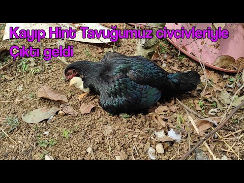 Kayıp Hint Tavuğumuz civcivleriyle çıktı geldi #horoz #tavuk #civciv