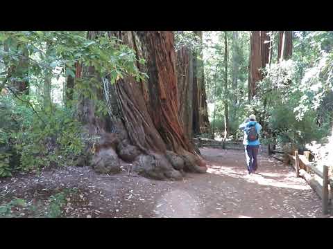 Redwood Loop Trail - Big Basin Redwoods State Park - Boulder Creek ...