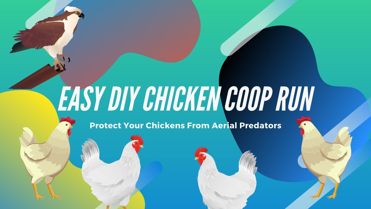 How To Build DIY Chicken Hoop House To Protect From Hawks - YouTube