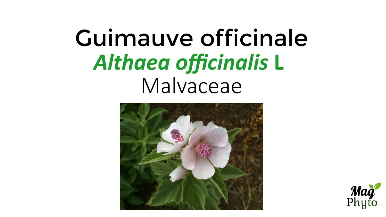 La guimauve officinale (Althaeae officinalis L.) - YouTube