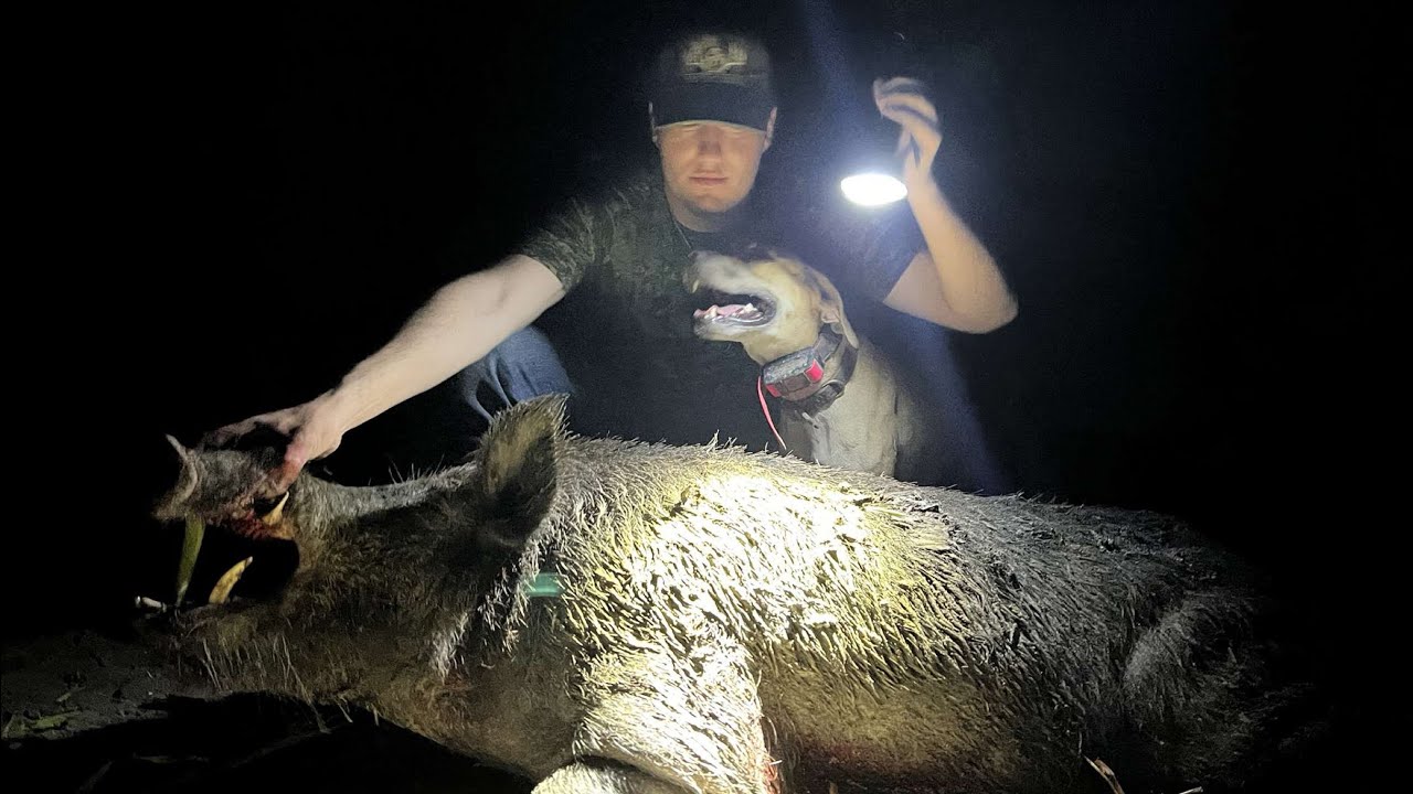260 Lb Boar Bayed Solid!! (300 Blackout) - YouTube