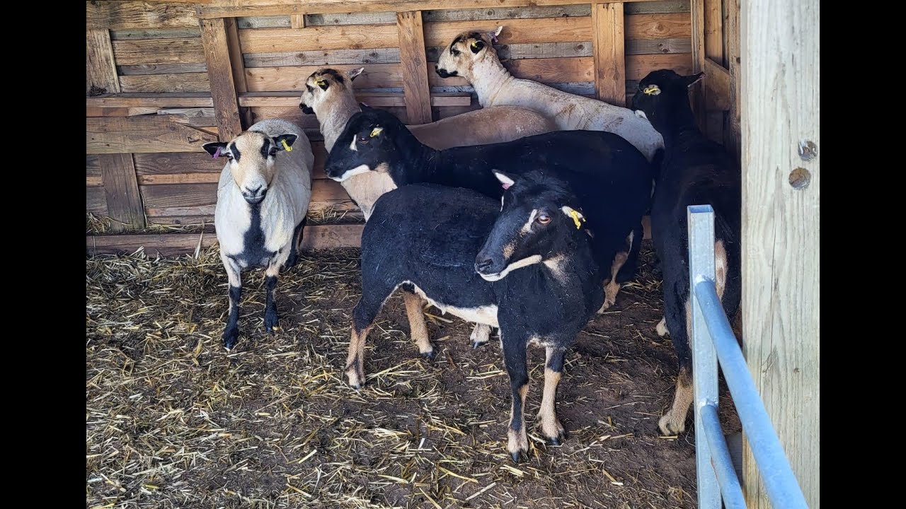 First time sheep shearing - YouTube