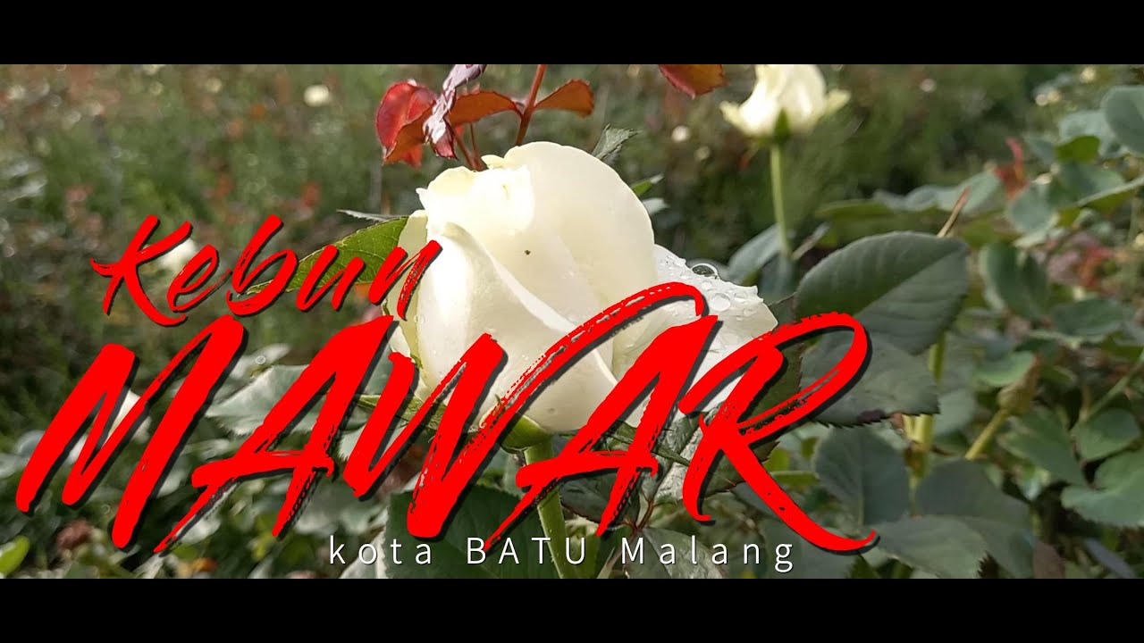 Gambaran Kebun Bunga Mawar Merah Putih Setangkai Krokot Kuning Pink ...