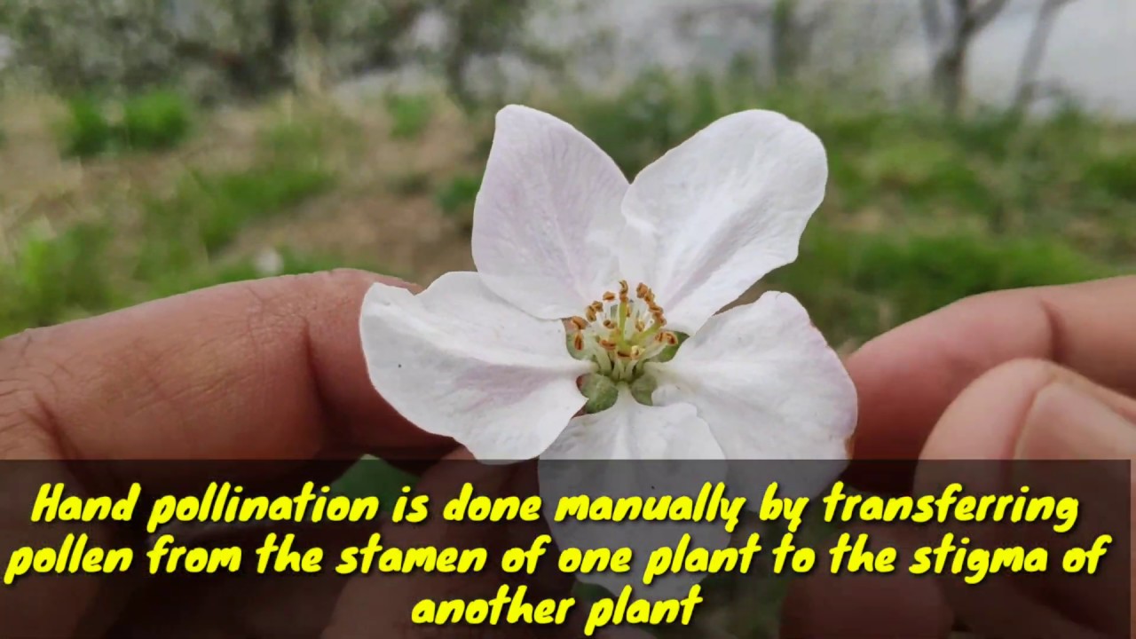 TYPES OF POLLINATION : Self, Cross n Hand pollination - YouTube