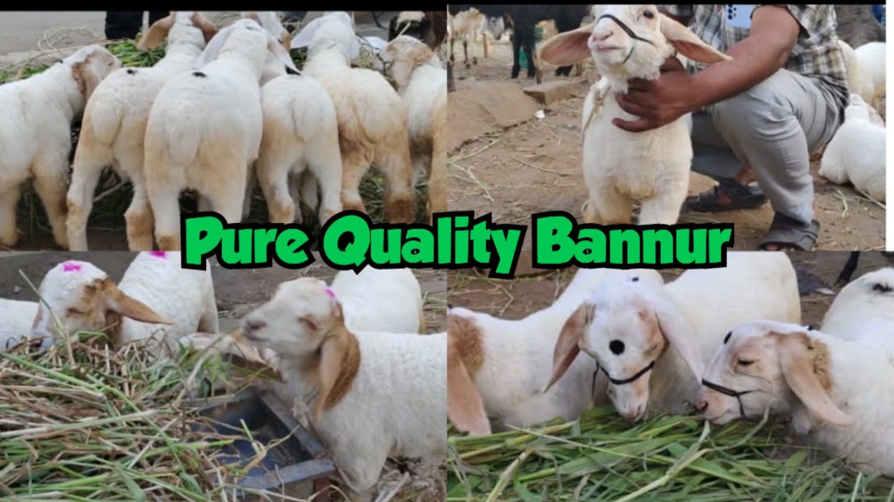Pure Quality Bannur Baby Sheeps in Bangalore at Samad Goat Farm ...