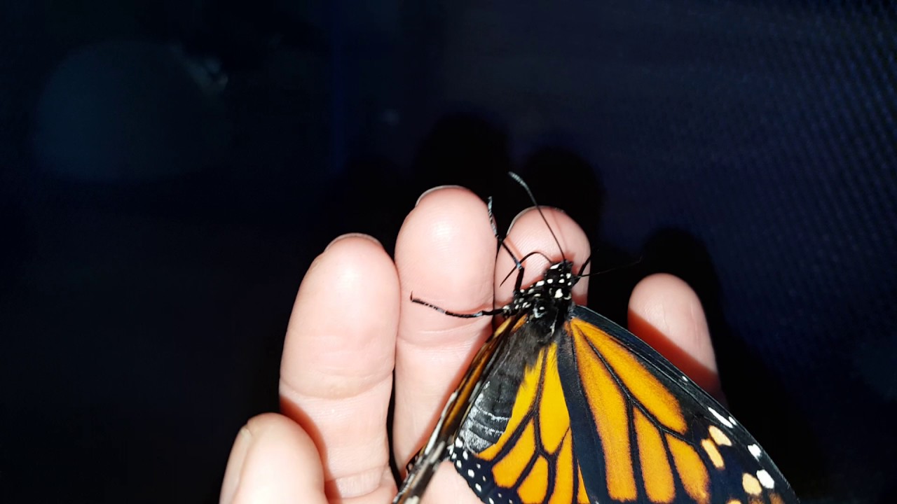 Feeding a disabled butterfly - YouTube