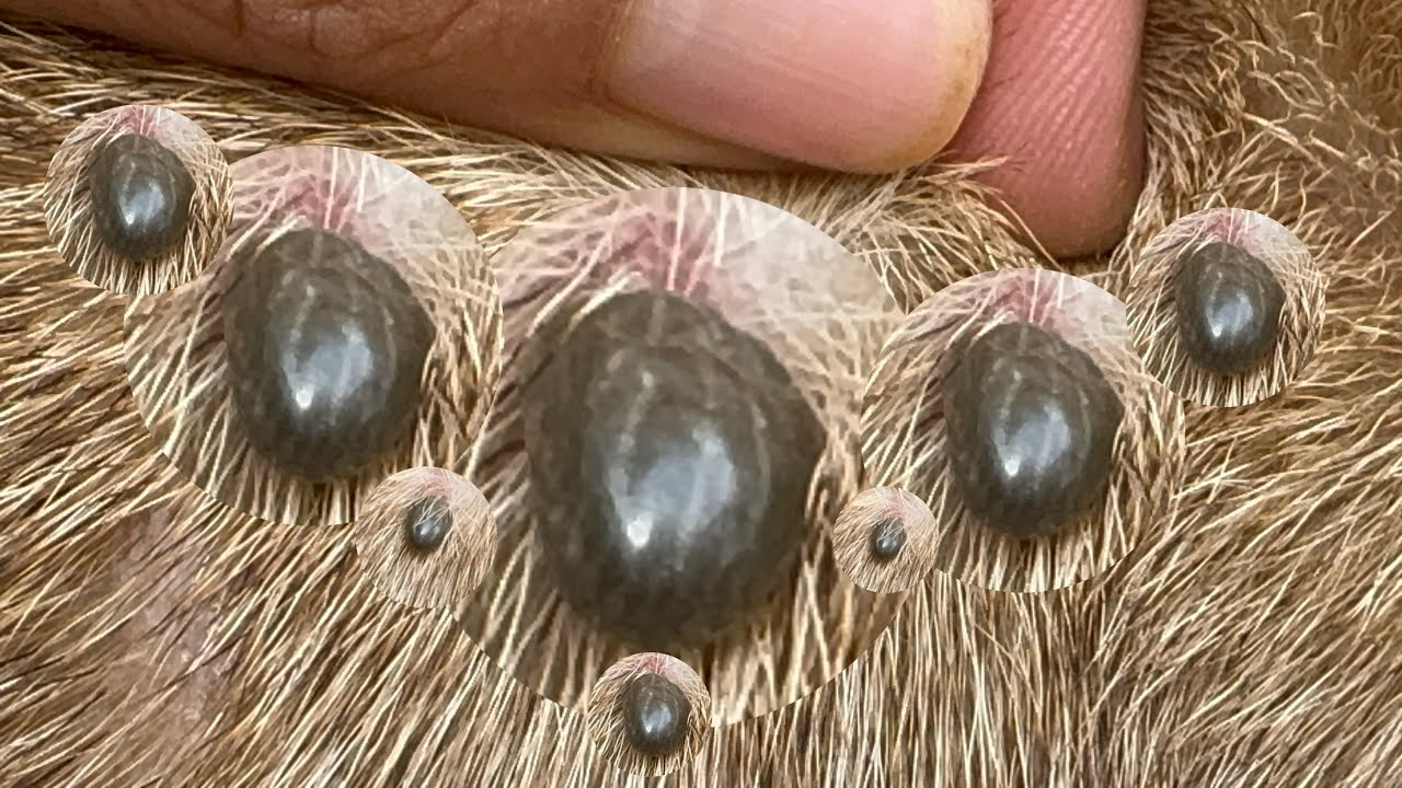 Today Removing a very big tick from dog - YouTube