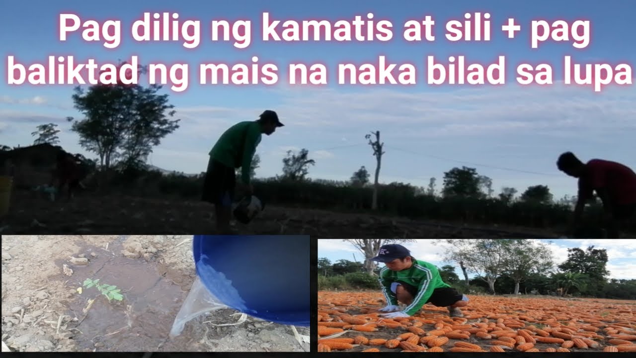 BUHAY BUKID - Pag dilig ng kamatis | PAG baliktad ng mais na naka bilad ...