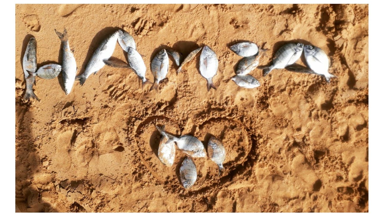 Hamza Fishing Mazagan #mazagan#pêche#fishing - YouTube