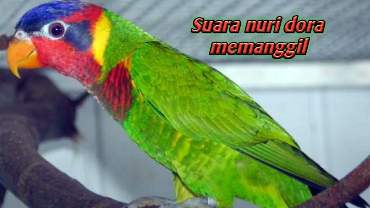 Suara asli nuri dora memanggil #nuridora #nurisulawesi mangge jho - YouTube