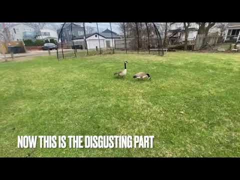 Squeak squawk SD 480p - YouTube