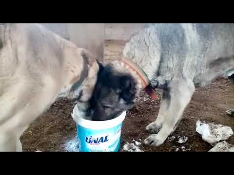 O ne güzel su içmek öyle. Sivas Kangal. Vahşi doğa
