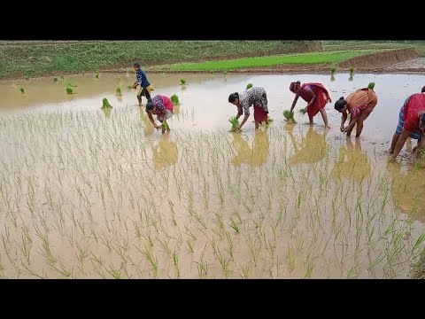 వరి నాట్లు|| paddy transplantation in my field.. ️ ||#paddy#farmlife# ...