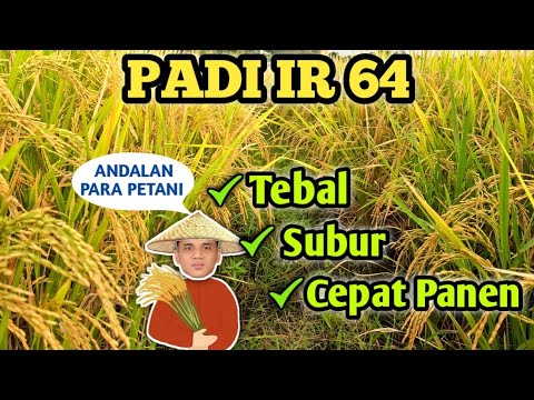 Padi IR 64 Agro Tebal, Bulir Panjang Andalan Petani - YouTube