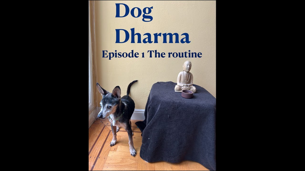 Dog Dharma Episode 1 The Routine and Diamond Sutra Chanting 金剛經 ...