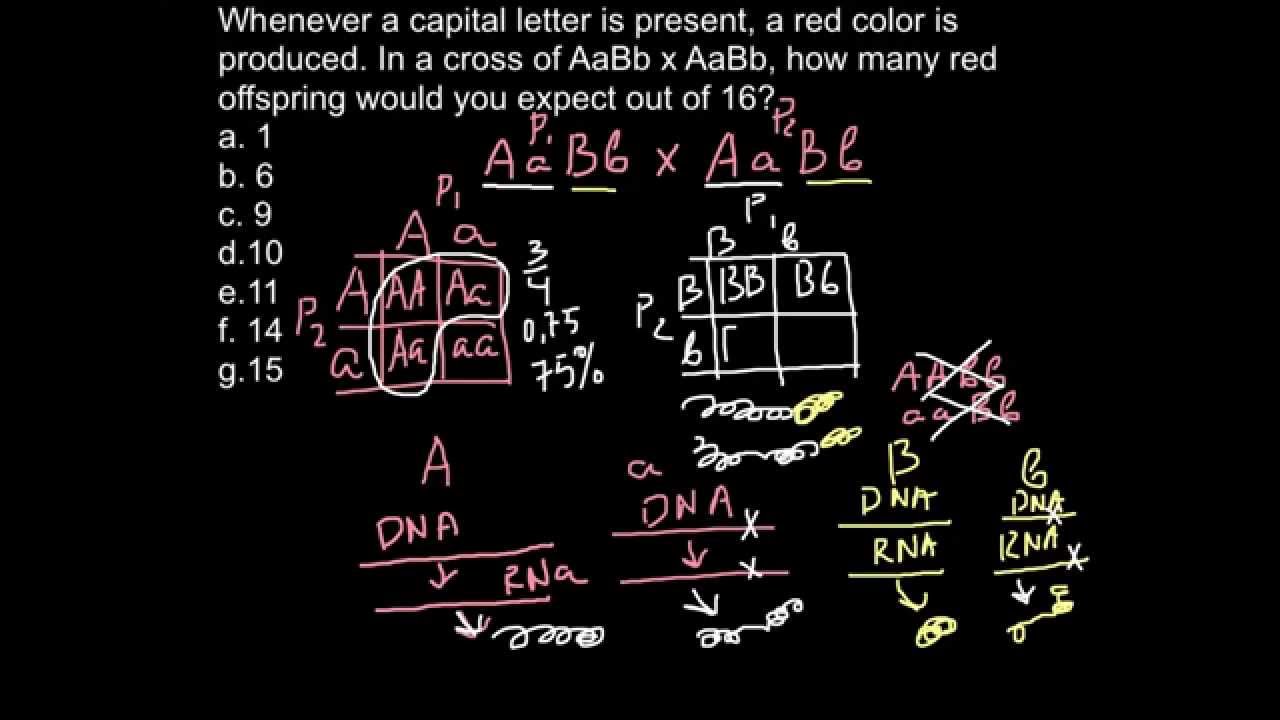Dihybrid cross problem - fast and easy solution - YouTube