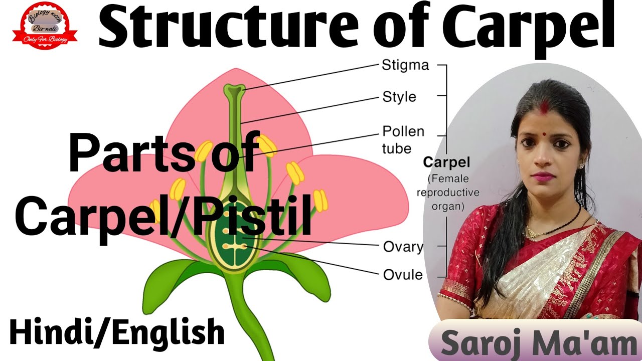 Parts of Carpel | Structure of Carpels/ Pistil Types of Carpel | Female ...