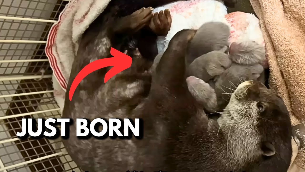 Otter Otsuyu Gave Birth Youtube