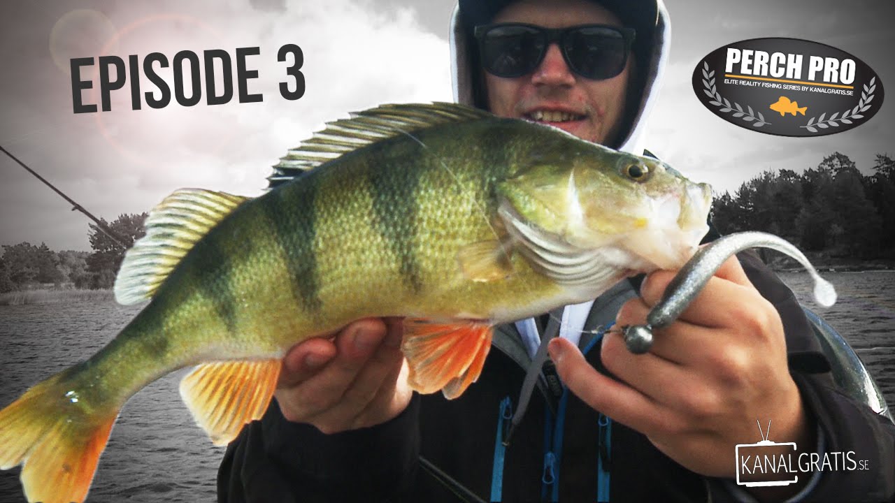 Perch Pro 2016 - EPISODE 3 - Kanalgratis.se - YouTube
