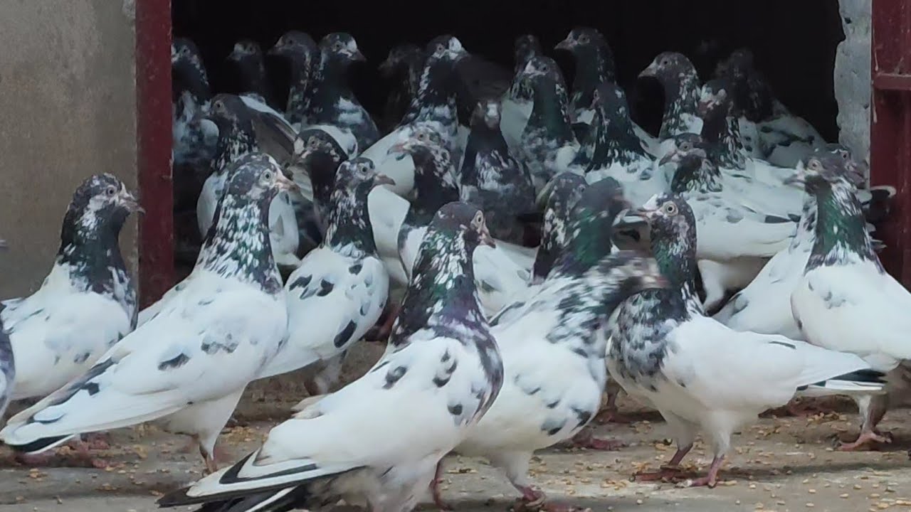 Most important food during MOLTING - YouTube