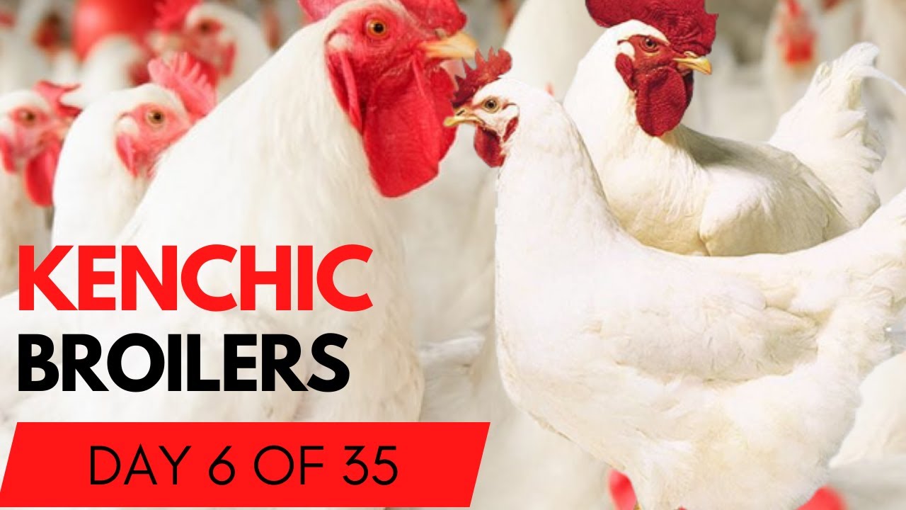 Kenchic Broilers Farming Day 6: Poultry Tips for the Fifth Day #kenchic ...