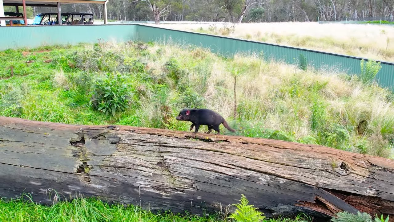 Aussie Ark - Wildlife Sanctuary - YouTube