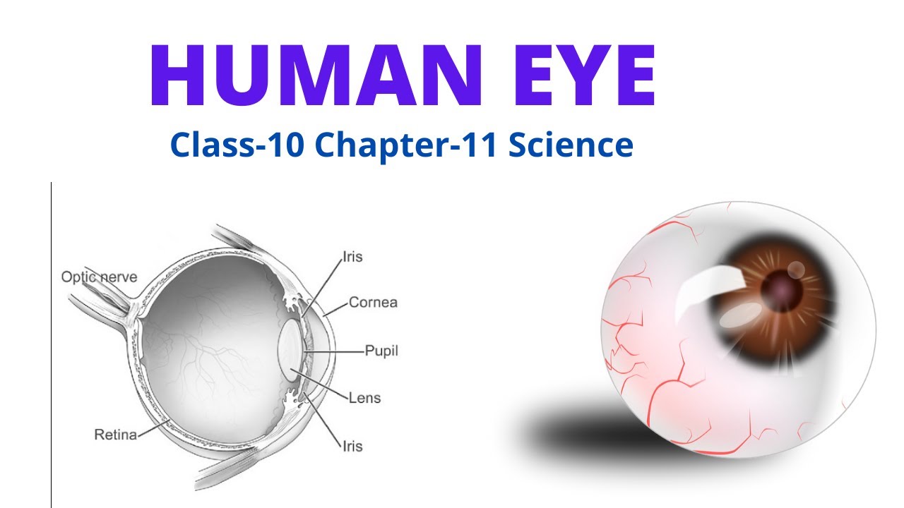 The Human Eye And Colourful World II Chapter-11 II Science II Class-10 ...