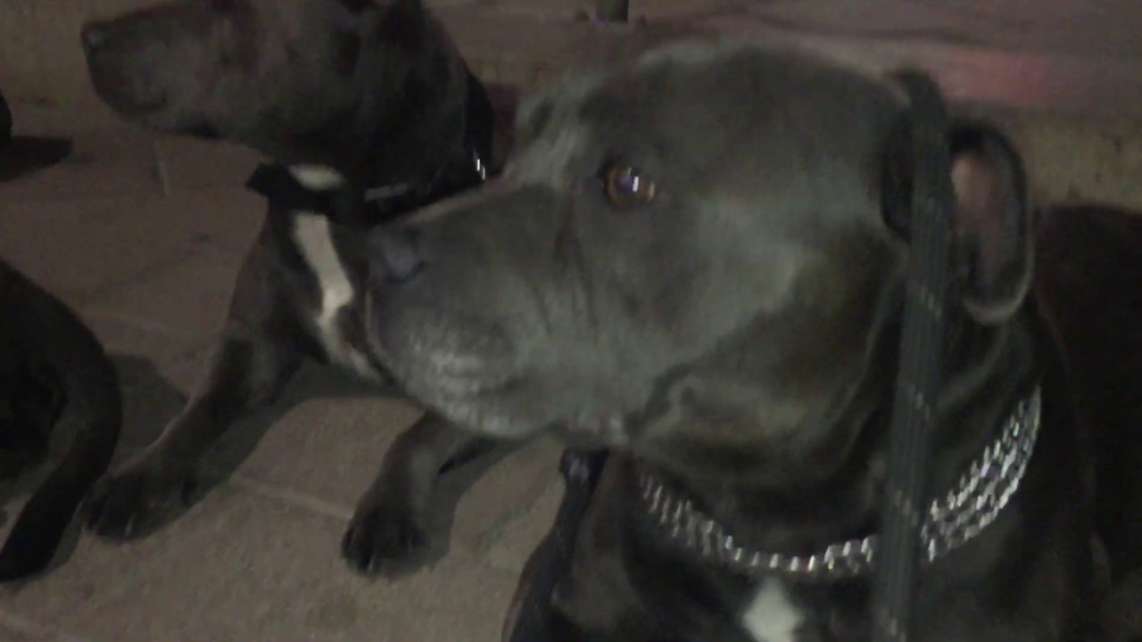 Just chilling with 5 Blue English Staff's outside the store.. =D - YouTube