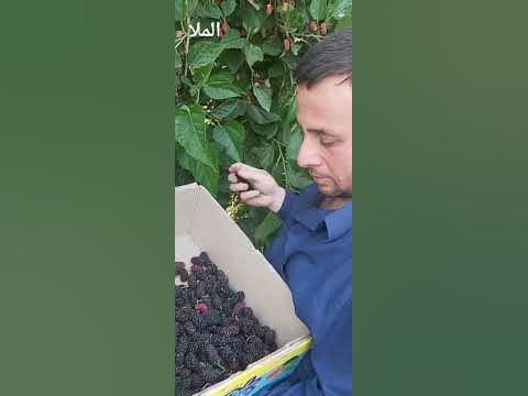 التوت الشامي # توت بلدي # عصير التوت - YouTube