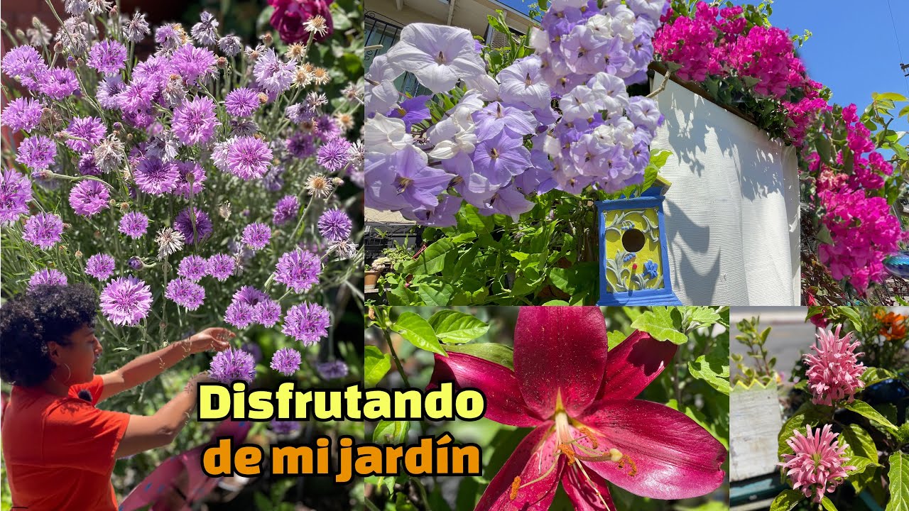 Lo bello de tener un jardincito donde puedas contemplar las flores 🌺🌸 - YouTube