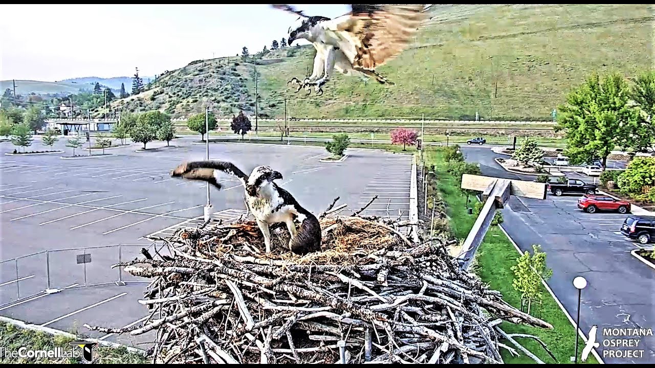 N6 Blue Darvic Band trying to land at Hellgate, again at 19:52:52 (reg ...