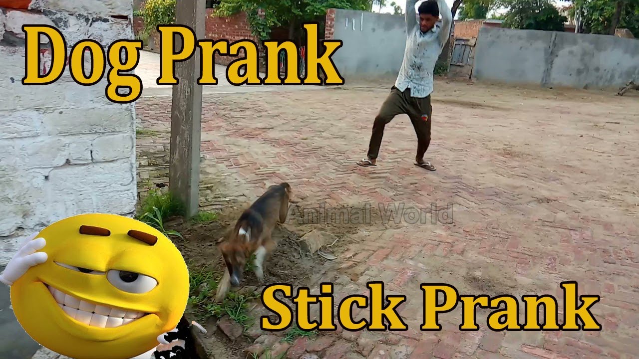 Dog Vs Stick - Funny Dog Reactions Stick Prank Video Animal World - YouTube
