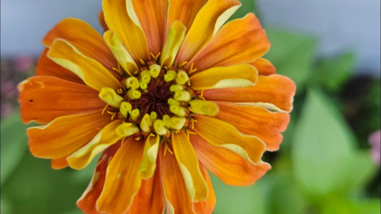 Saturday Update - My Sad Garden - YouTube