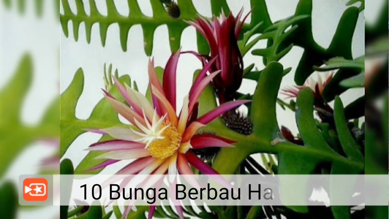 Macam Bunga Berbau Harum - YouTube