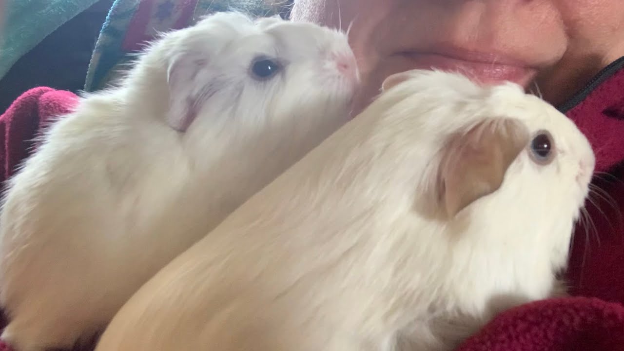 Baby piggies are two wheeks (weeks)old! - YouTube