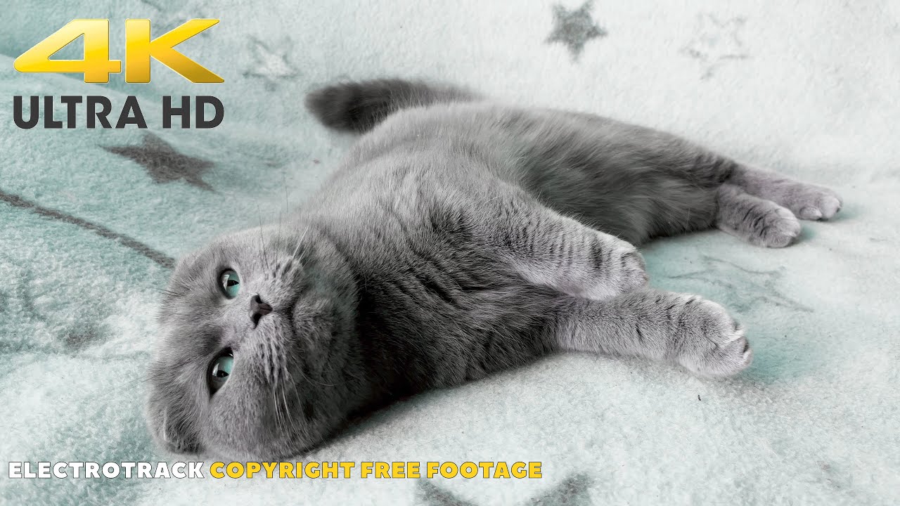 Cute Cat Background Video 4K | No copyright footage | Free download ...
