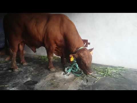 bakra eid 2017 wonderful bull 850 kg