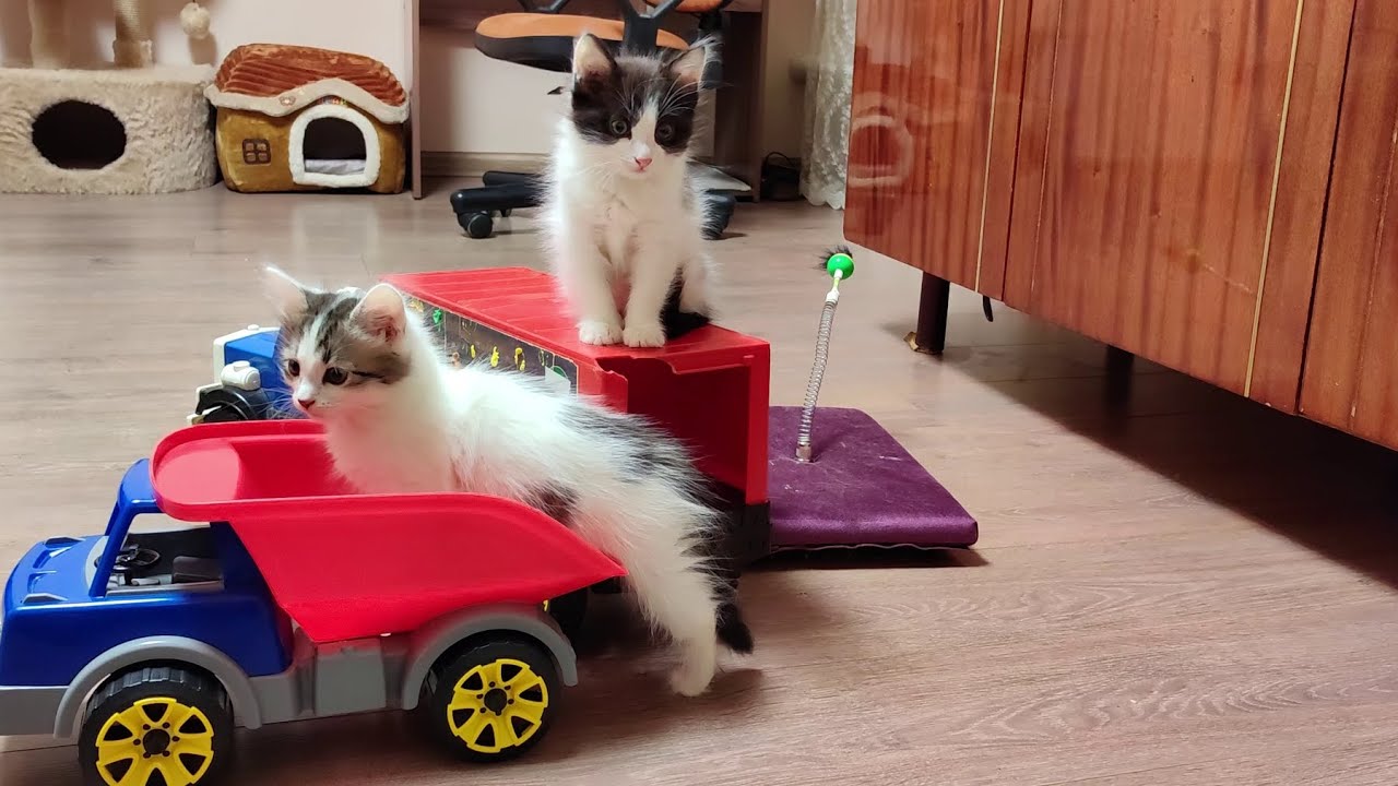 Kittens /children's cars/fun game/2 kittens - YouTube