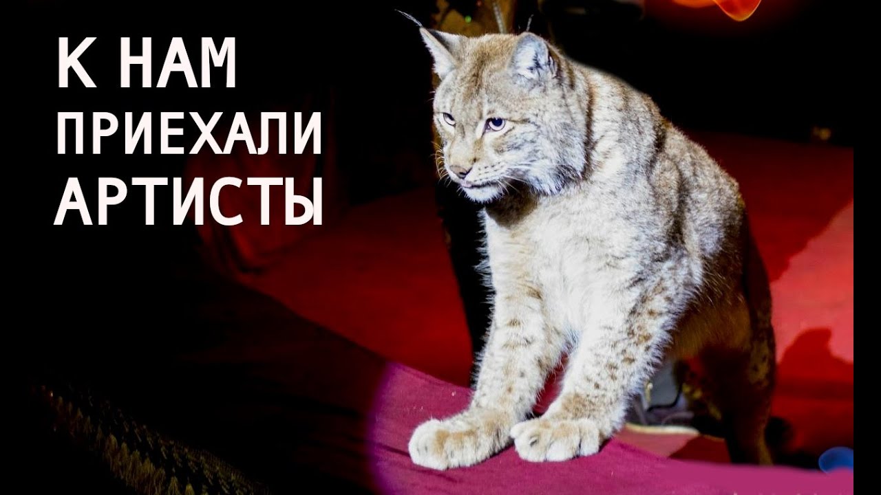 "Звёздные" рыси - YouTube