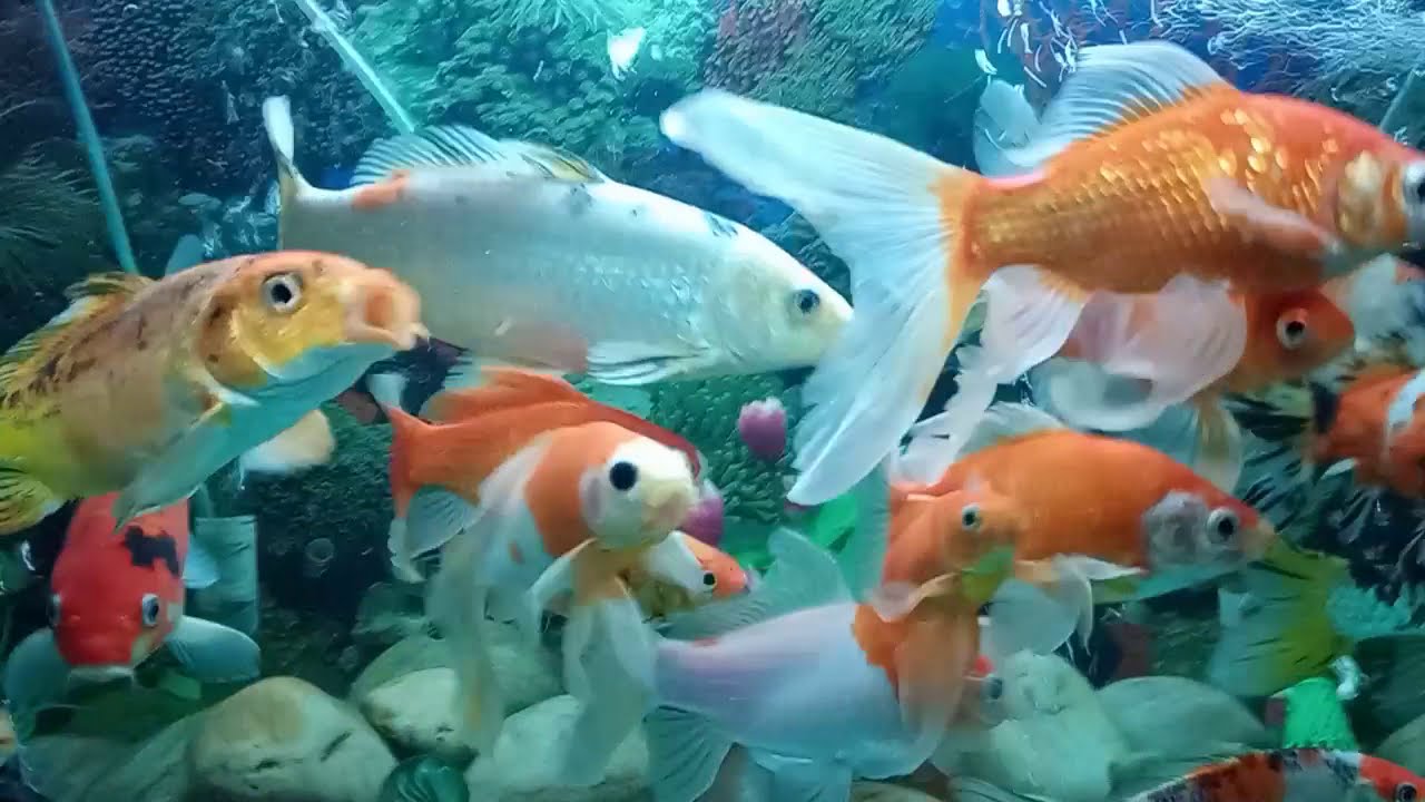My big tank beautiful fish aquarium - YouTube