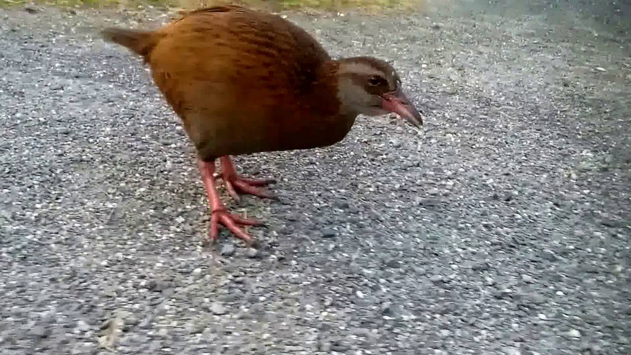 Weka banana run - YouTube