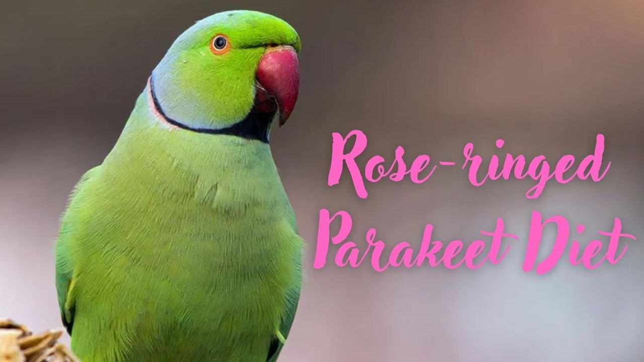 Rose-ringed parakeet Diet (Psittacula krameri) | Kramer parrot Diet ...