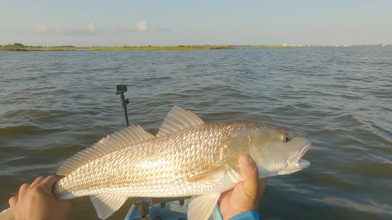 Catching red fish along Alabama gulf coast using this lure | bag well ...