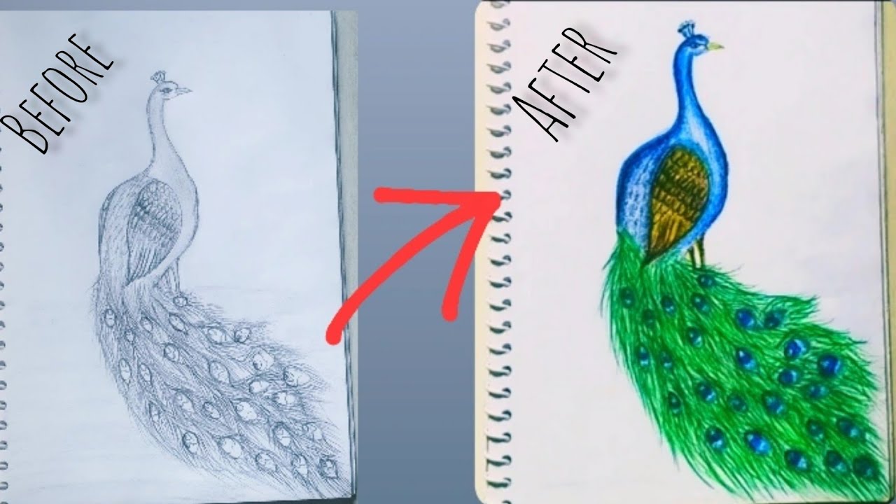 How to color peacock 🎨 PART-2 || Easy & Simple Peacock Drawing ...