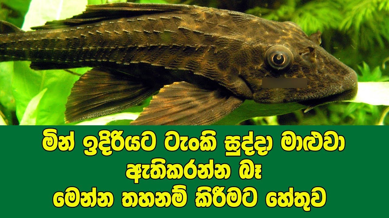 මින් ඉදිරියට ටැංකි සුද්දා මාළුවා ඇතිකරන්න බෑ මෙන්න තහනම් කිරීමට හේතුව ...