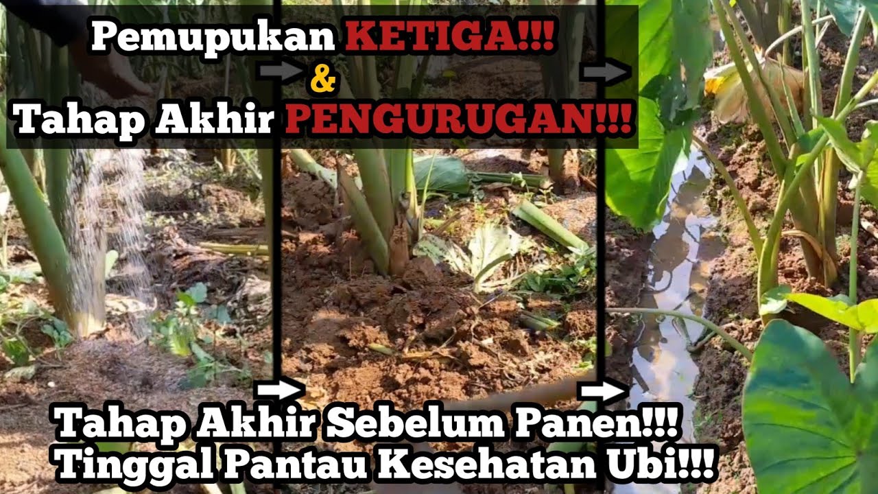 Tahap Pemupukan Ketiga di usia 100hari Dan Tahap Akhir Pengurugan ...