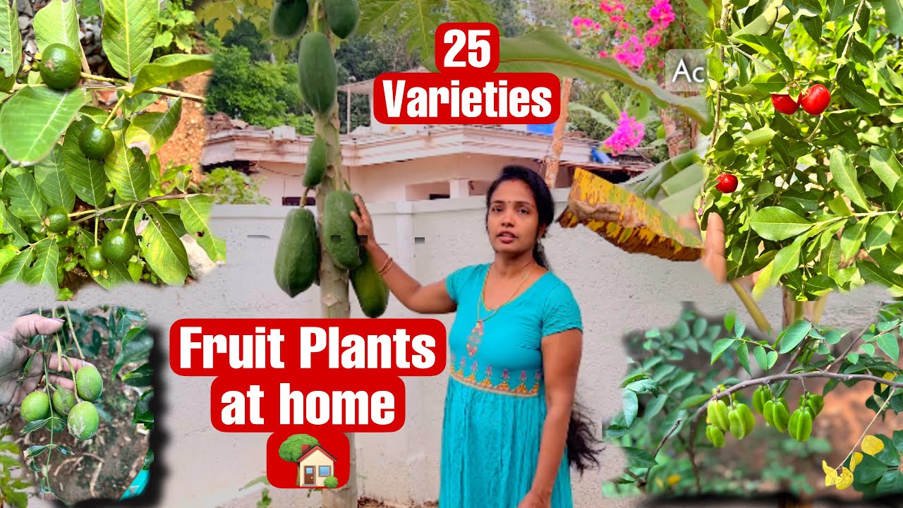 Fruit Plants at home | Achu’s Lifestyle - YouTube