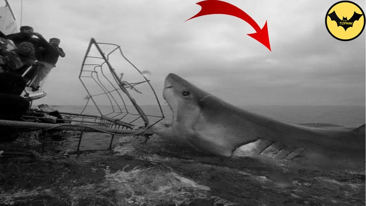 Megalodon Shark in 1933. The Best Sighting of All Time. - YouTube