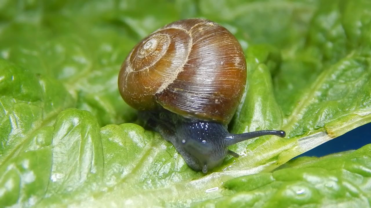 Mesomphix vulgatus H. B. Baker, 1933 Common Button Snail - YouTube
